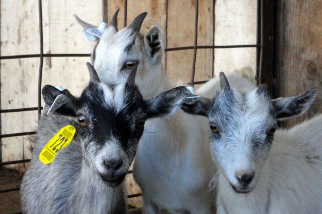 Home | Modesto Livestock Auction and Flea Market